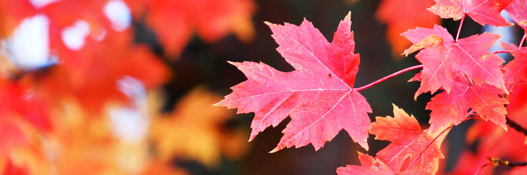 Home - Hunter Tree Farms & Grow Media