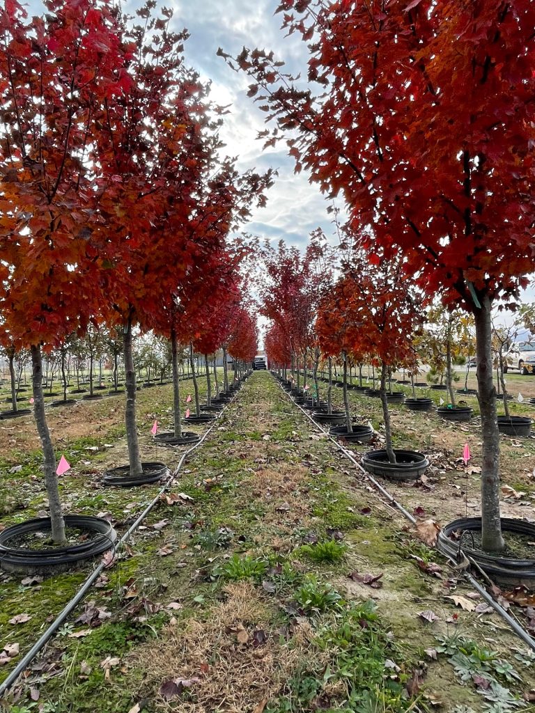 Brandywine Maple - Hunter Tree Farms & Grow Media